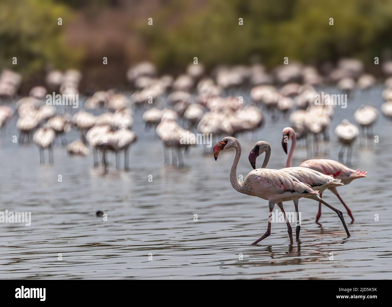 Group flamingo bird standing walking hi-res stock photography and ...