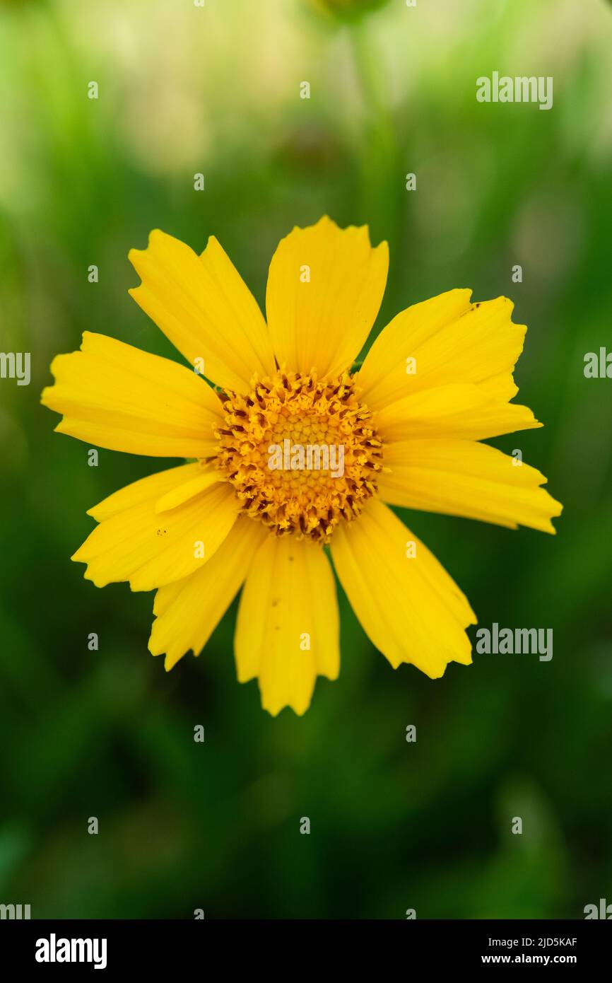 Coreopsis lanceolata, the lance-leaved coreopsis, is a North American ...