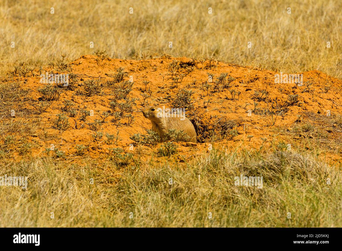 Prairie Dog Town, Devil's Tower National Monument, Wyoming Stock Photo ...