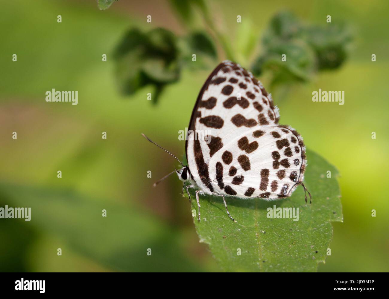 Common Pierrot Butterfly which has the scientific name of Castalius ...