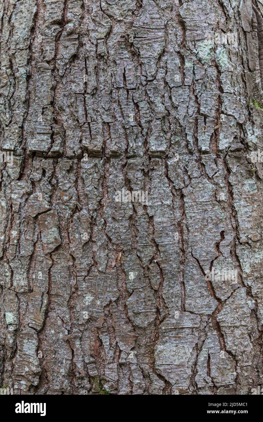Spruce tree bark close up the exfoliating bark of the tree light ...