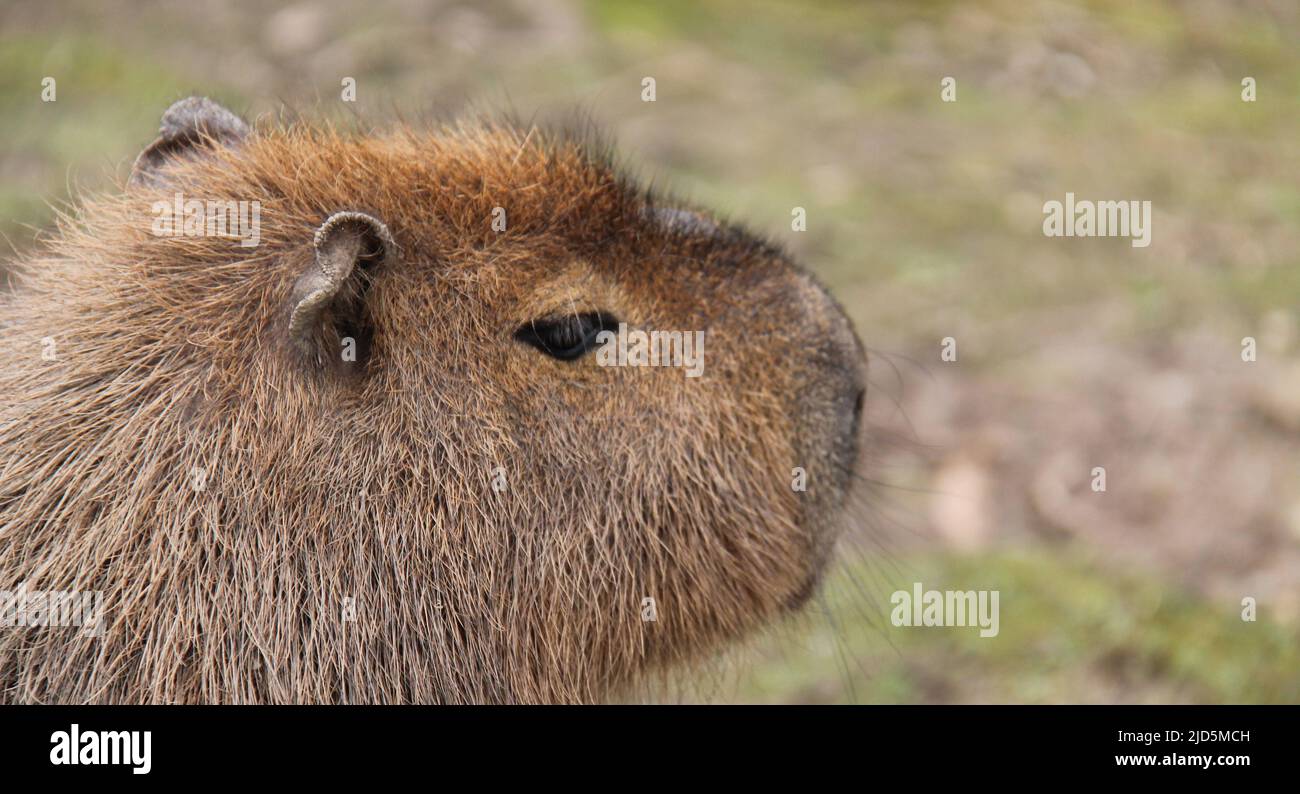 A Close up of the Head and Face of a Capybara Animal Stock Photo - Alamy