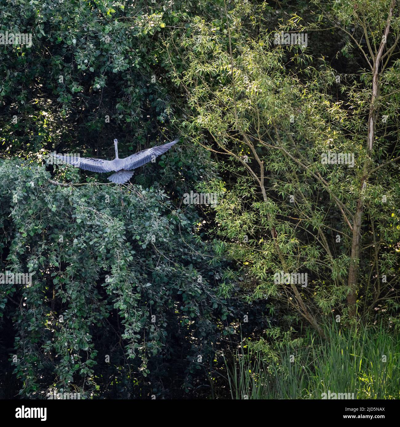 Lovely image of Grey Heron Ardea Cinerea bird in flight during sunny ...