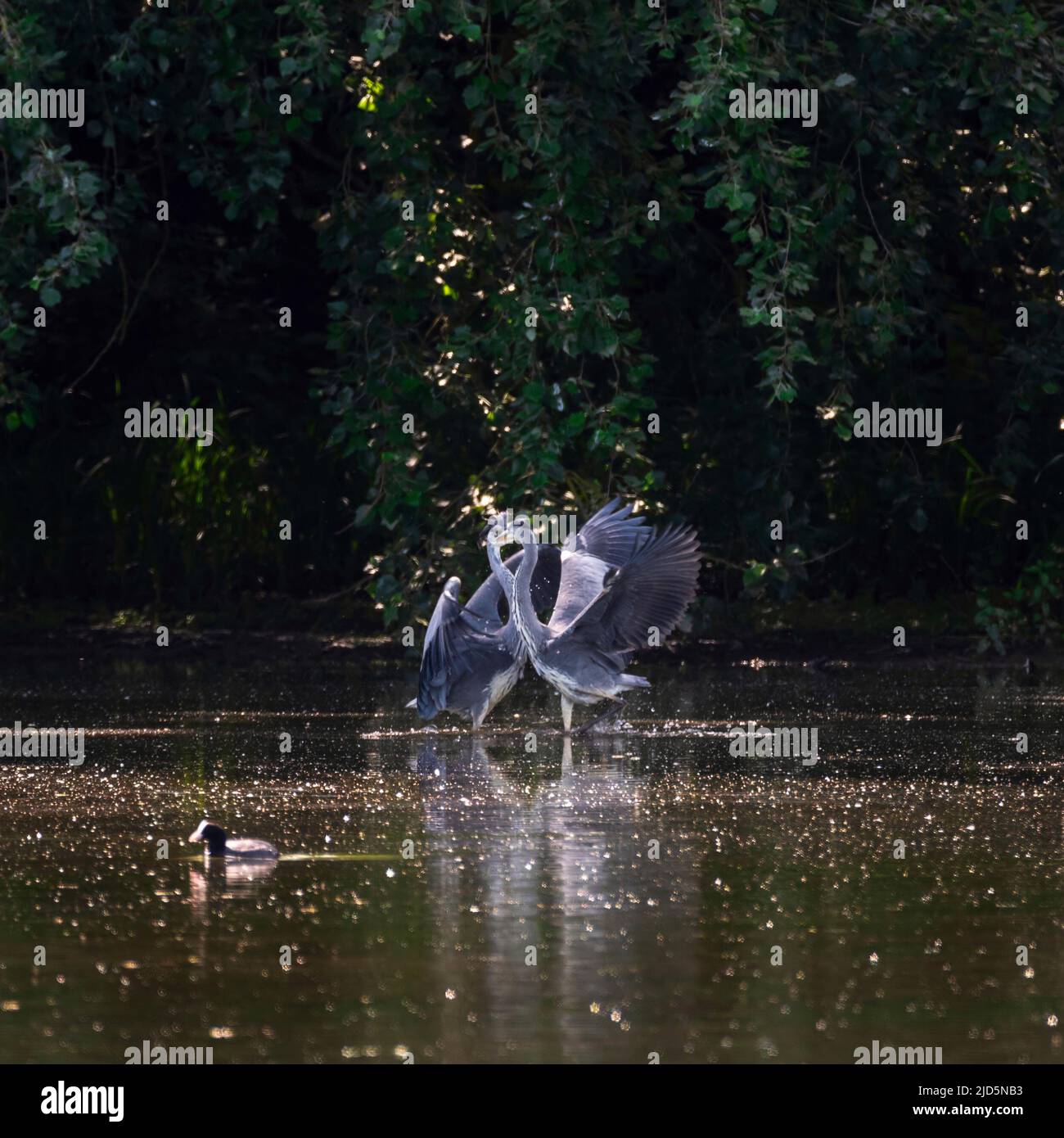Adult male Grey Herons Ardea Cinerea fighting at lakeside during Spring ...