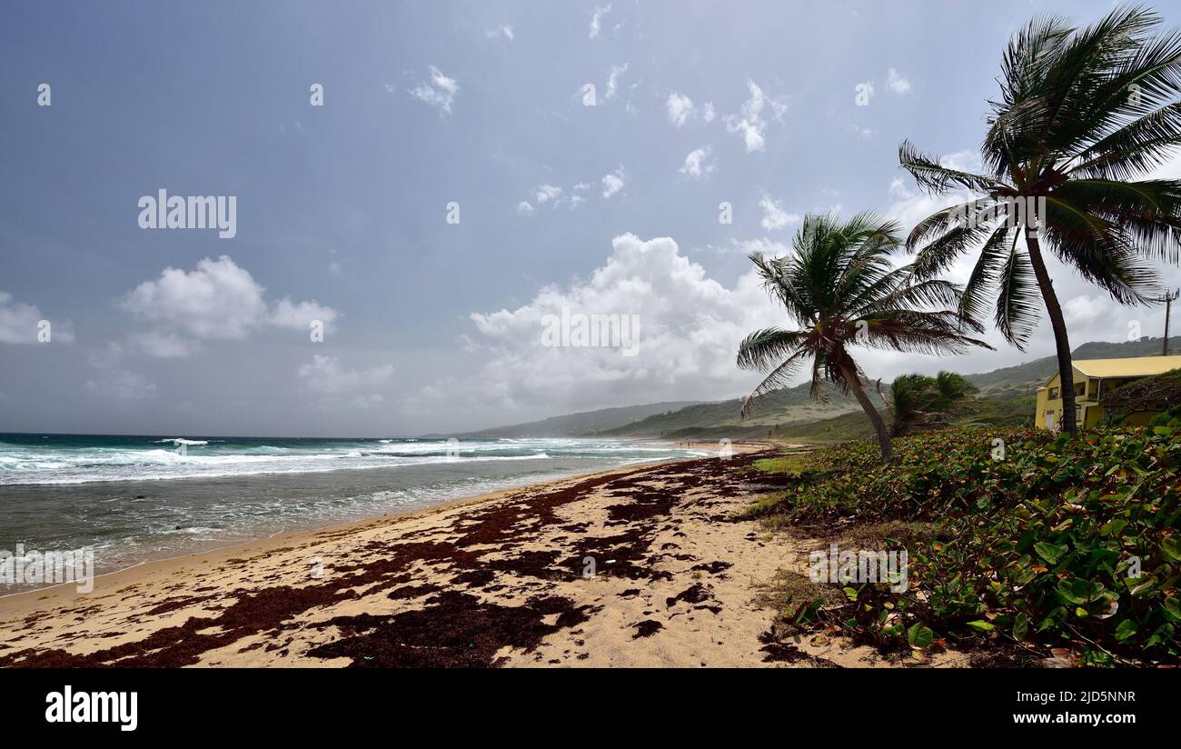 The Walkers Beach in the east-north side of Barbados island Stock Photo ...