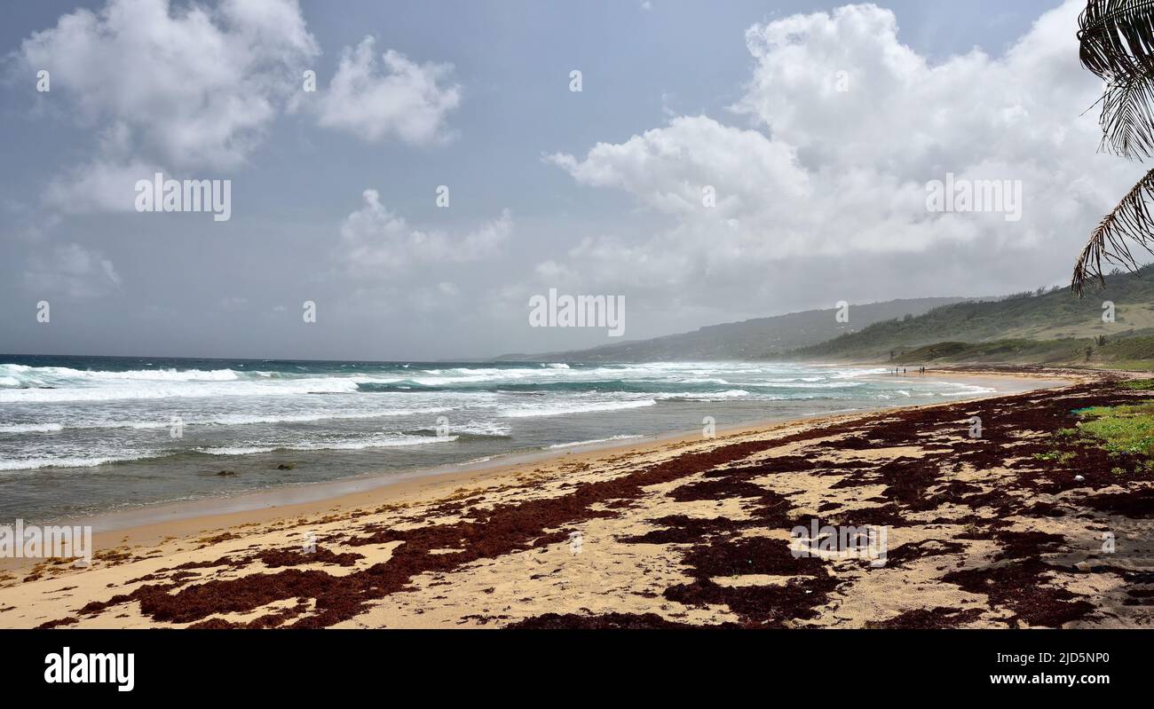 Walkers beach barbados hi-res stock photography and images - Alamy