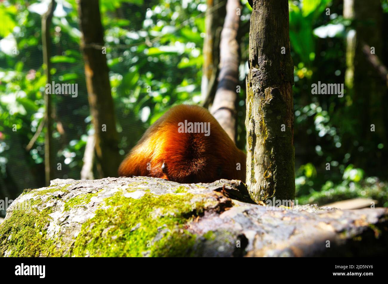 The red howler monkey trying to hide behind a large boulder Stock Photo ...