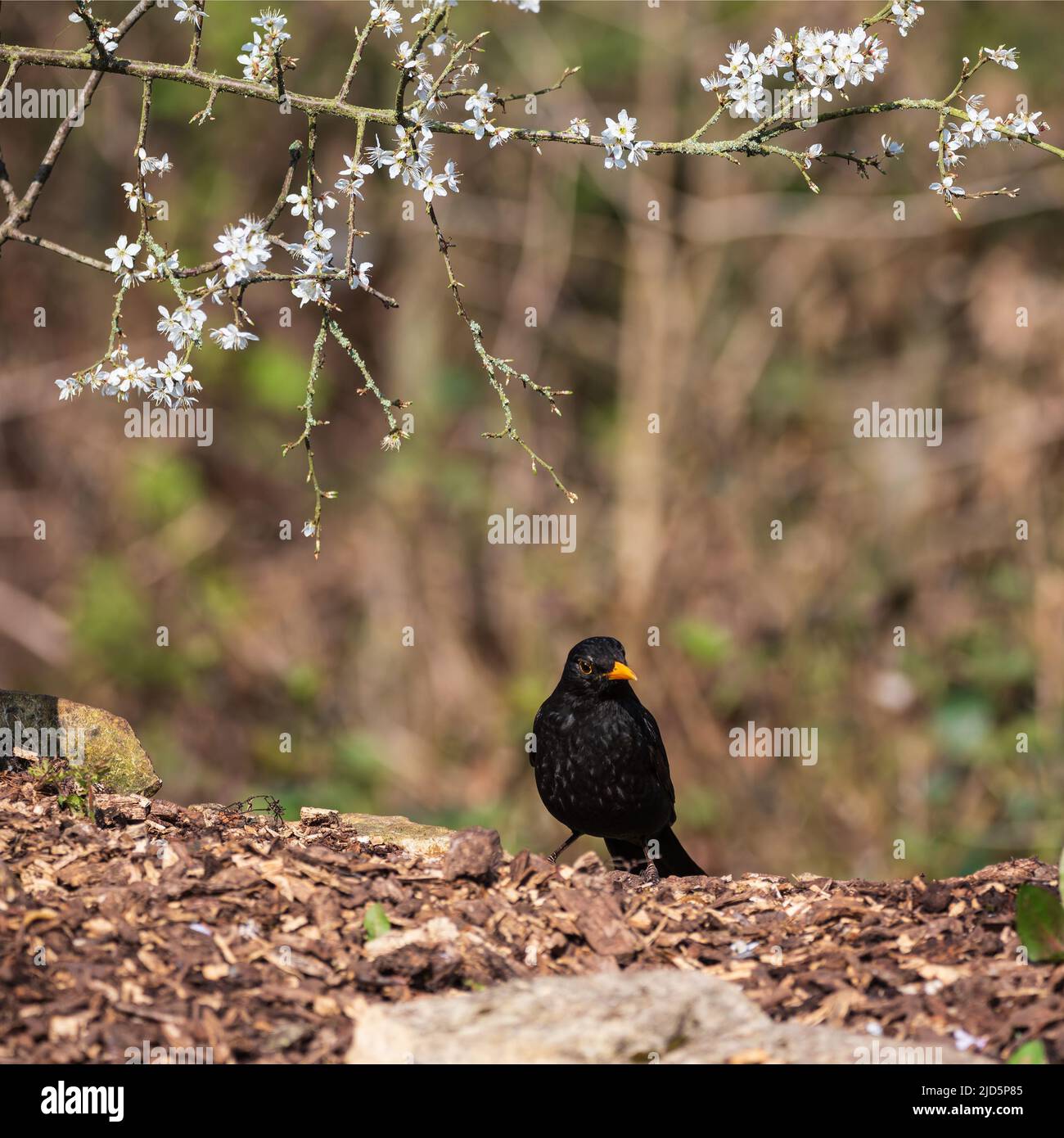 Beautiful Spring image of Blackbird Parus Major bird in forest ...