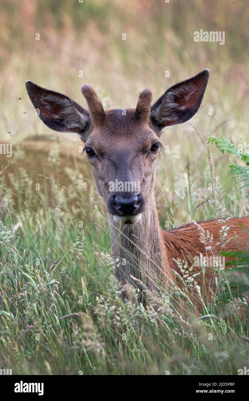 Portrait of a young deer stag Stock Photo - Alamy
