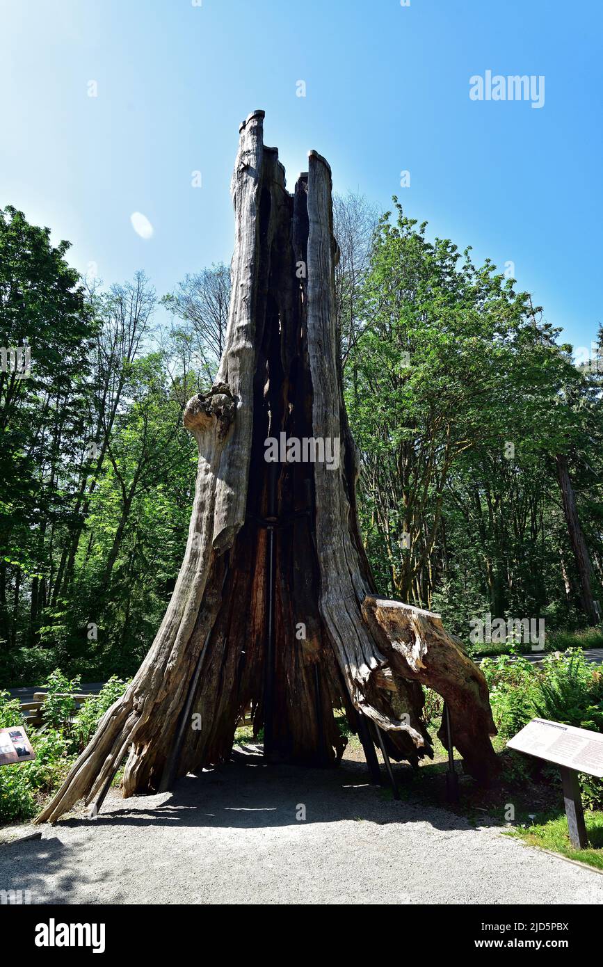 The 800-year-old Hollow Tree, a Western Red Cedar tree stump, is one of ...