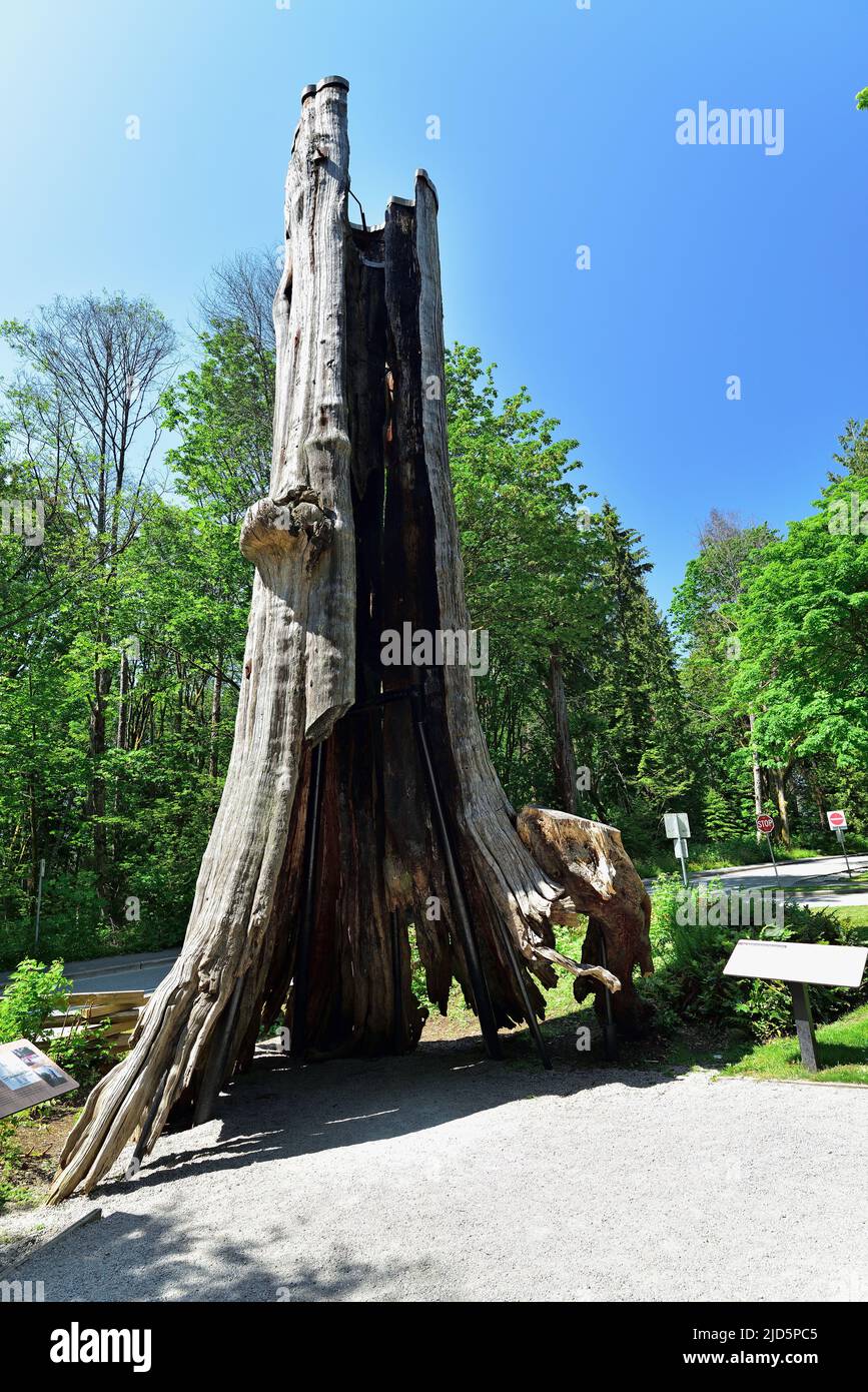 The 800-year-old Hollow Tree, a Western Red Cedar tree stump, is one of ...