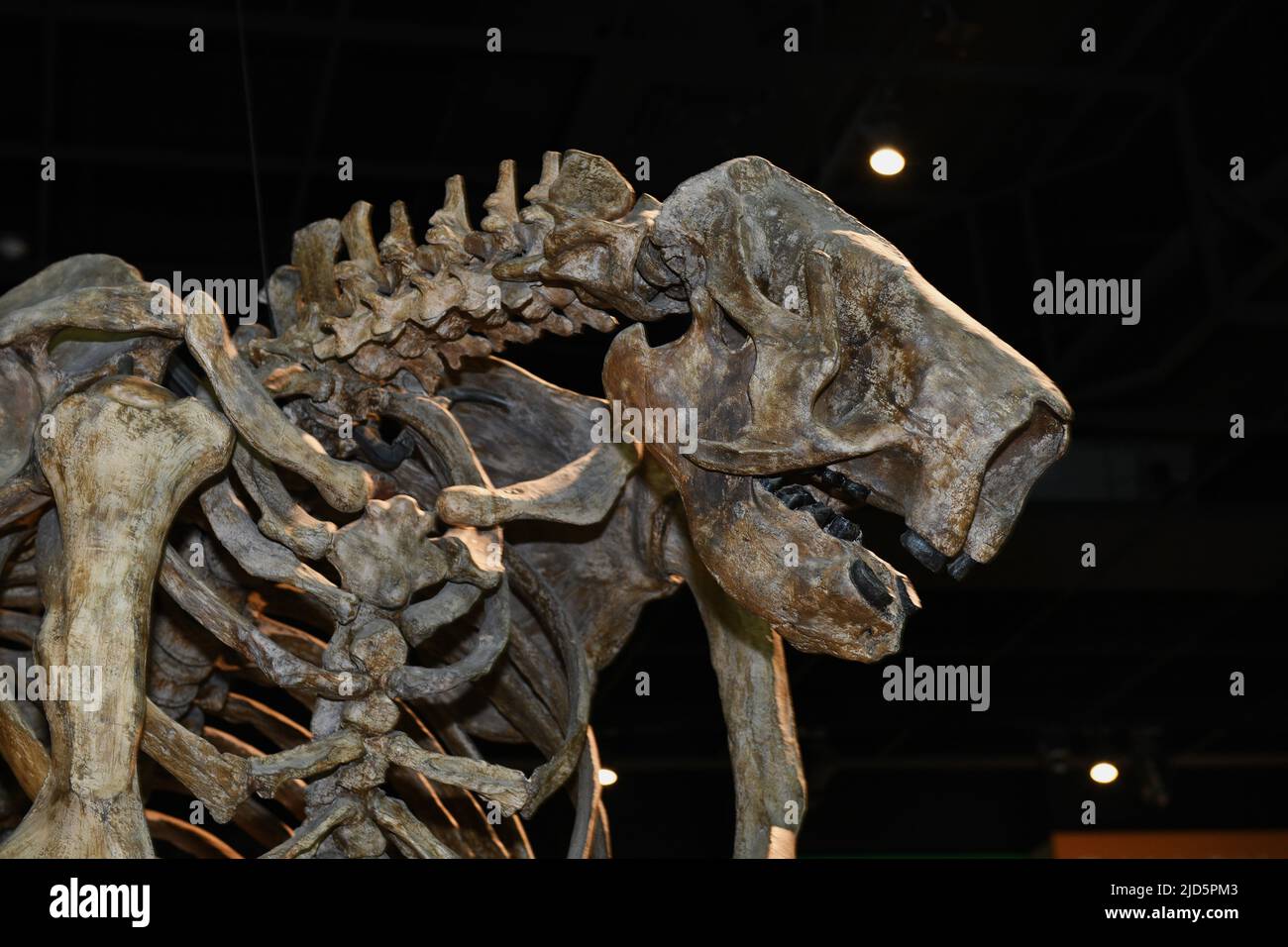 Sloth skeleton hi-res stock photography and images - Alamy