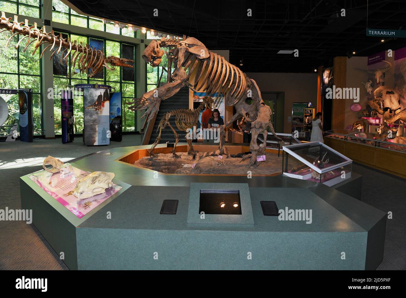 Ground sloth fossil hi-res stock photography and images - Alamy