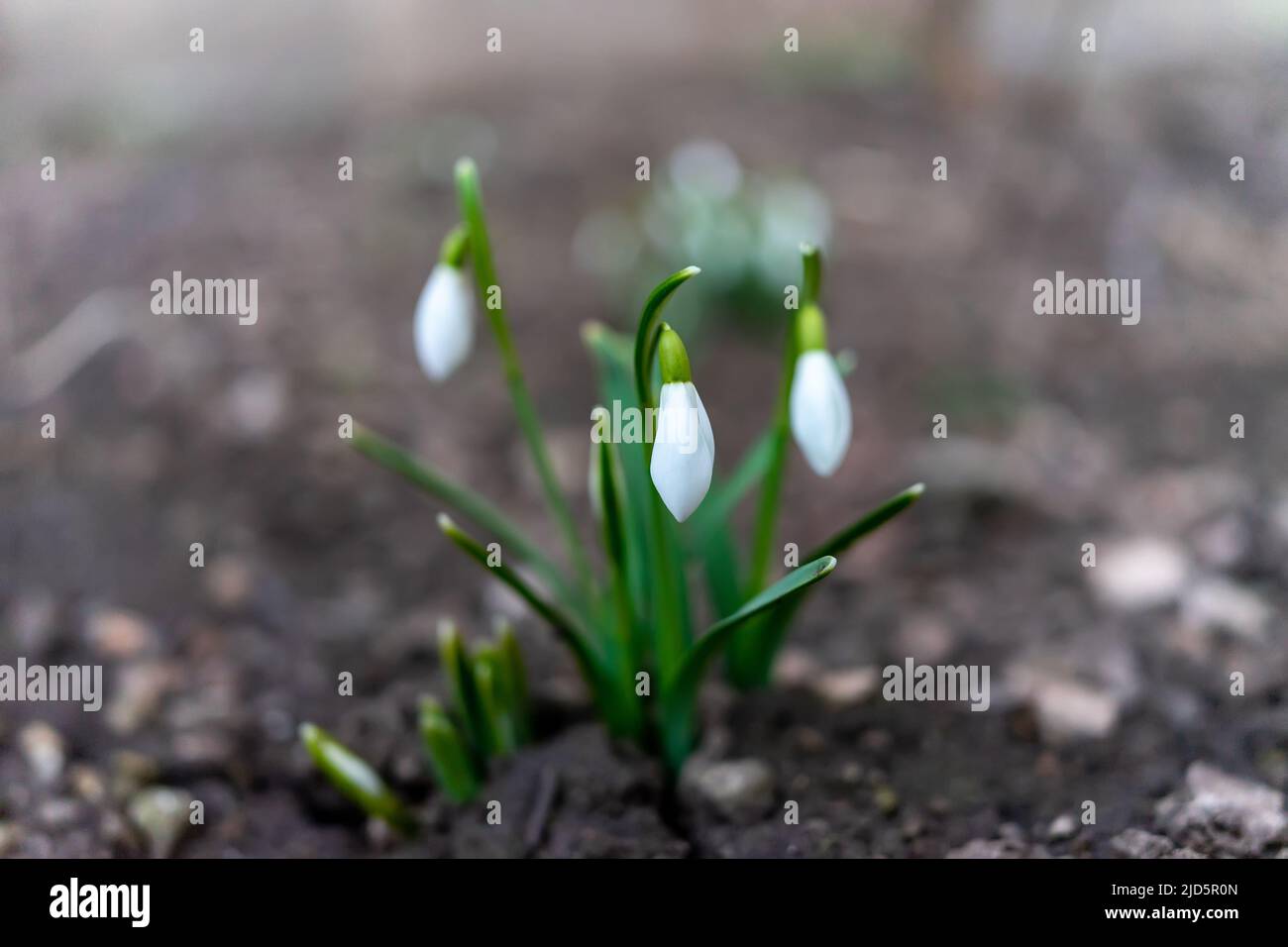 Symbol of spring awakening. The first spring flowers of snowdrops Stock ...