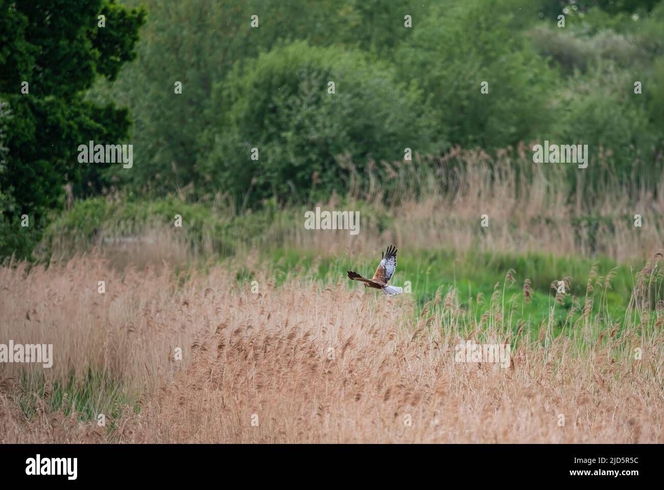 Beautiful image of Marsh Harrier Circus Aeruginosus raptor in flight ...