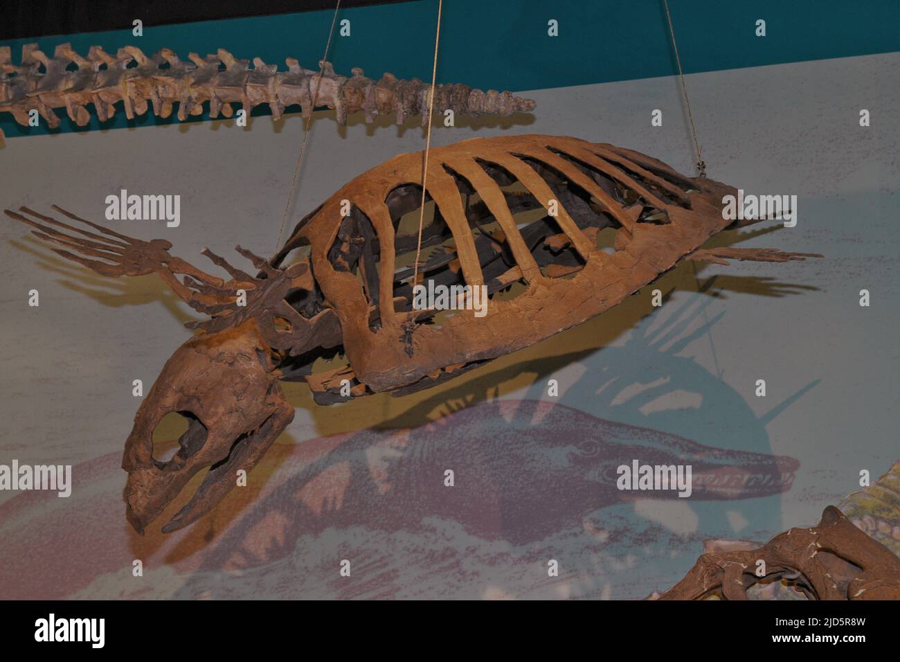 Fossil sea turtle hi-res stock photography and images - Alamy