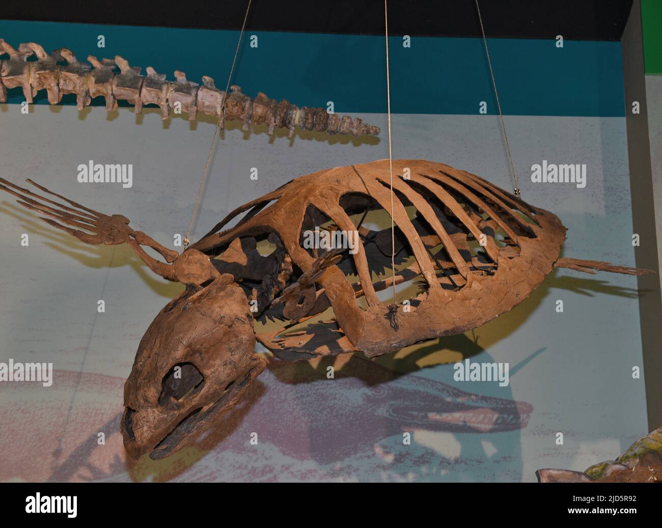 Fossil sea turtle hi-res stock photography and images - Alamy