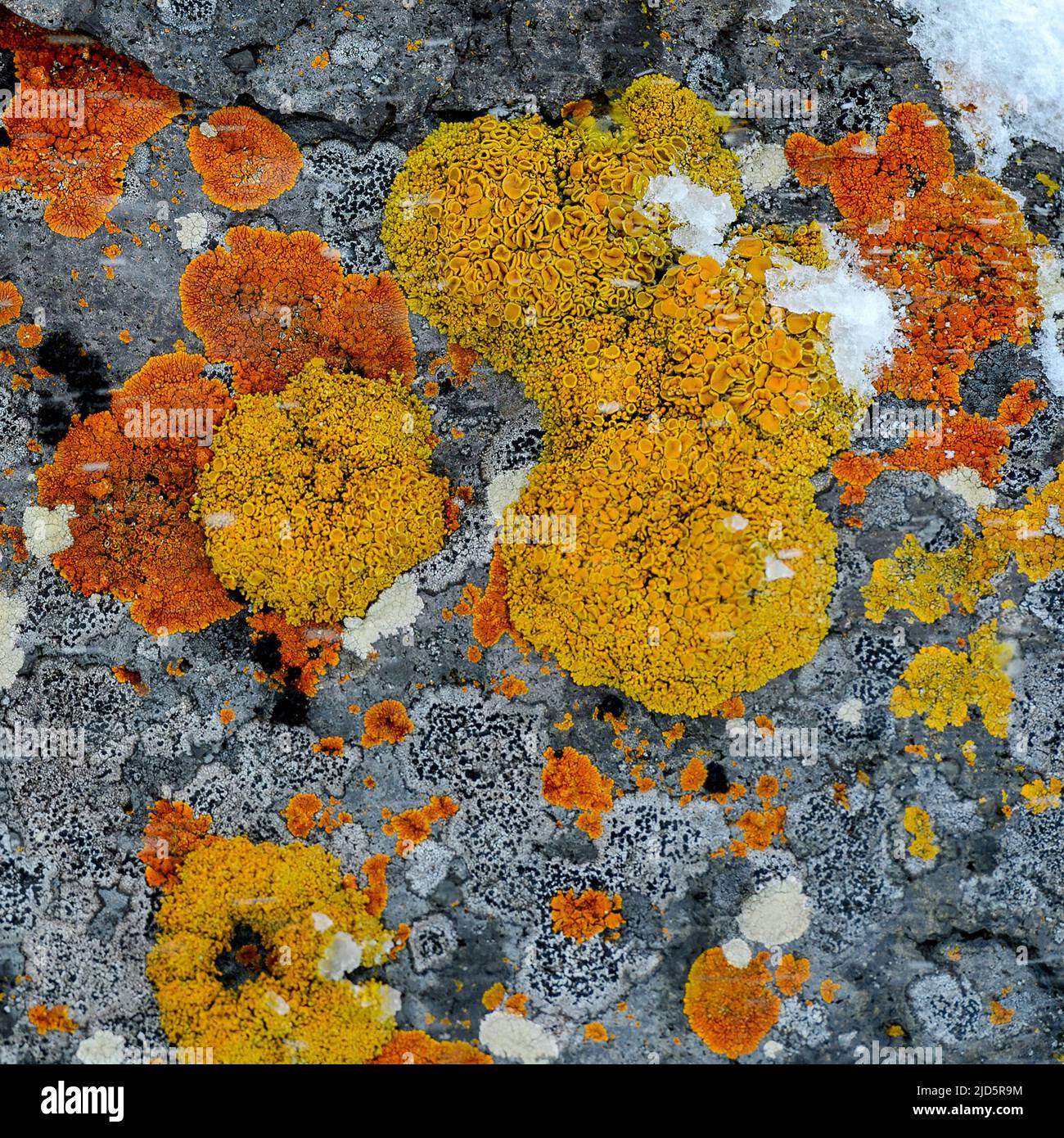 Elegant sunburst lichen (Rusavskia elegans) and Xanthoria parietina ...