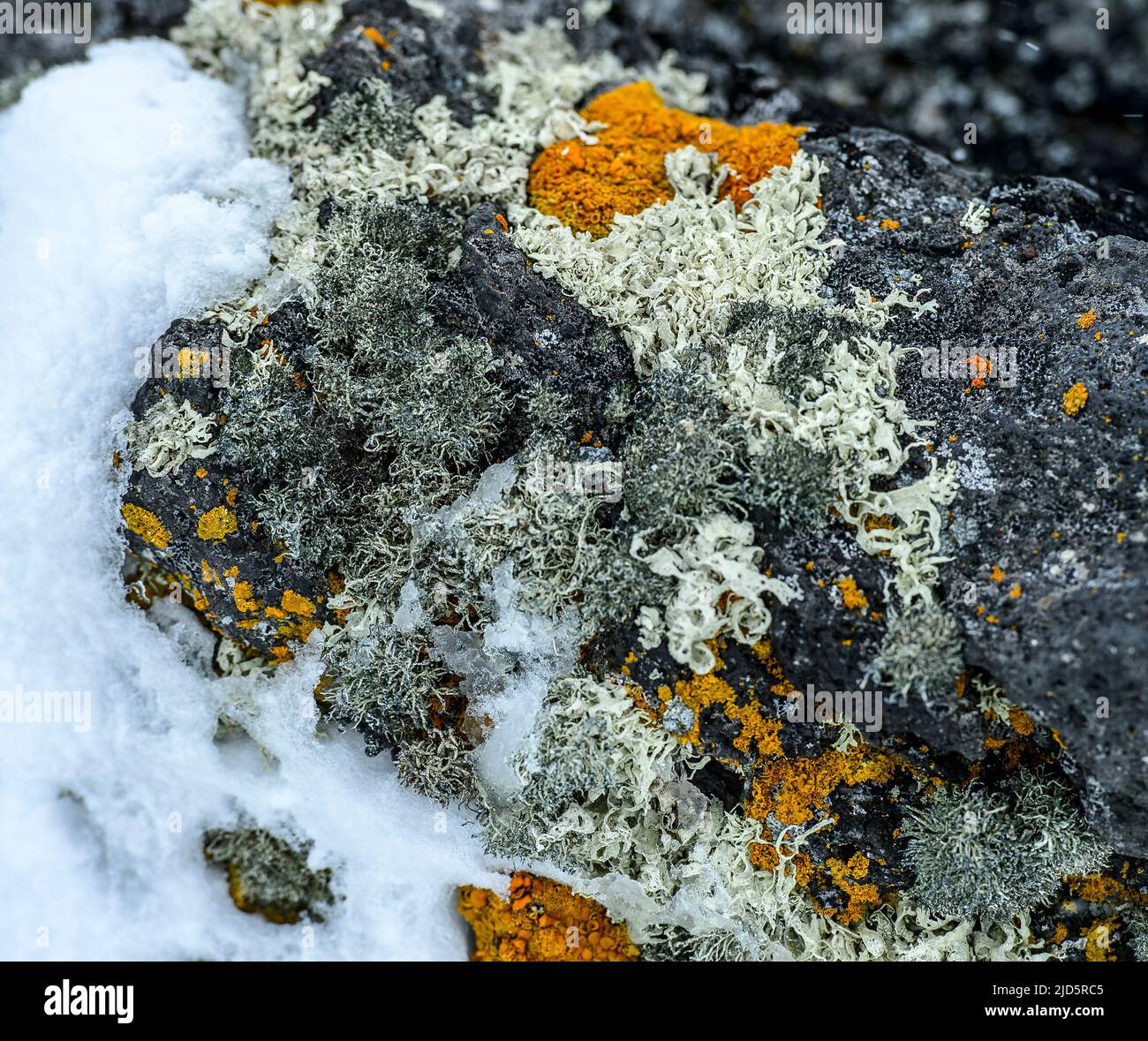 Various species of lichens growing on rock at Penguin Island, South ...