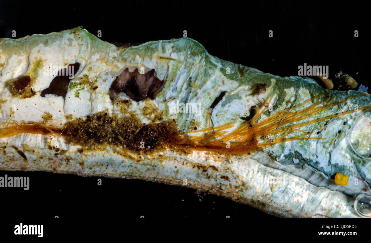 Ball-of-Yarn bristle worm, Timarete filigera Stock Photo - Alamy