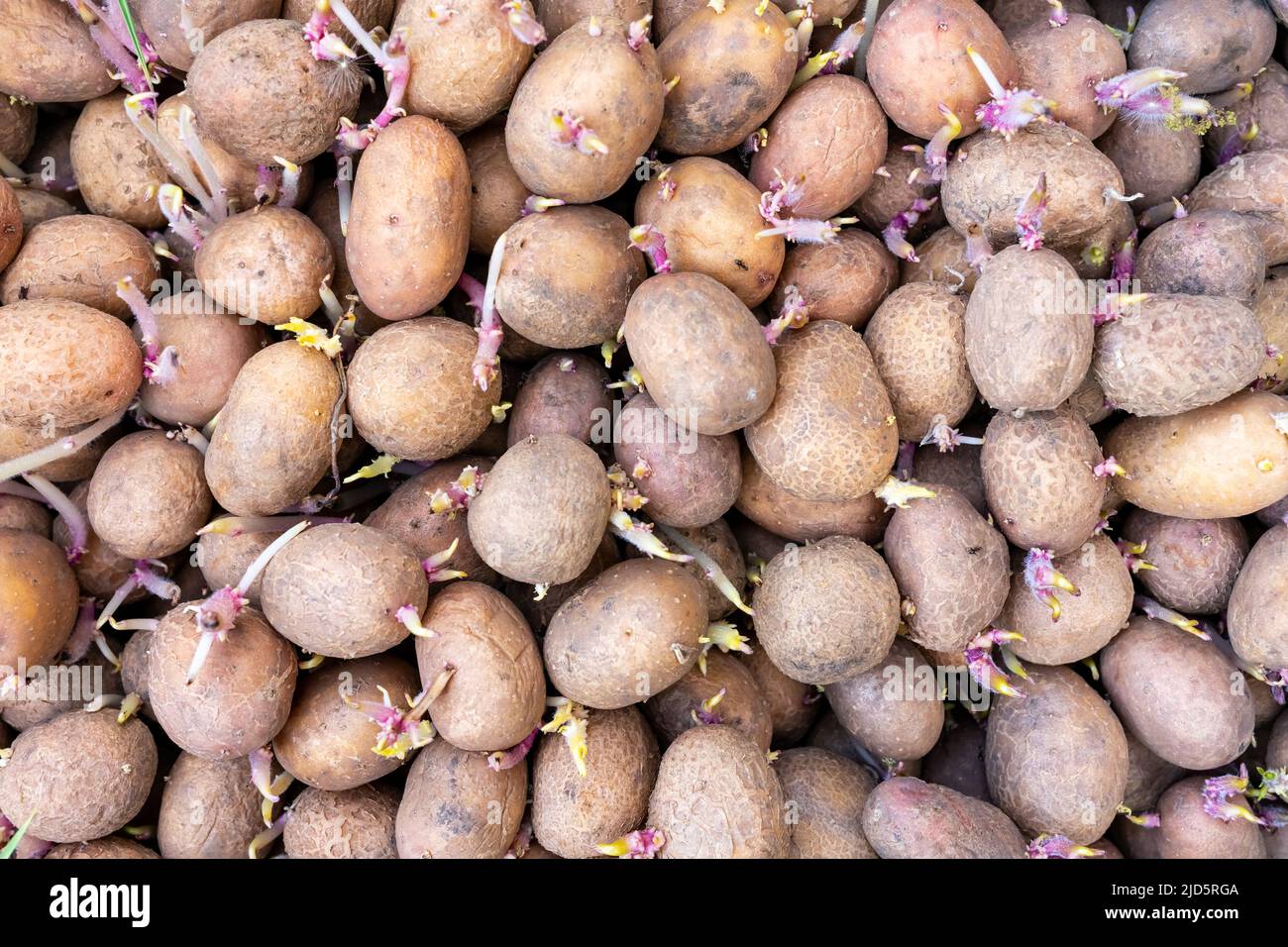 Many potatoes with young shoots are prepared for planting Stock Photo ...