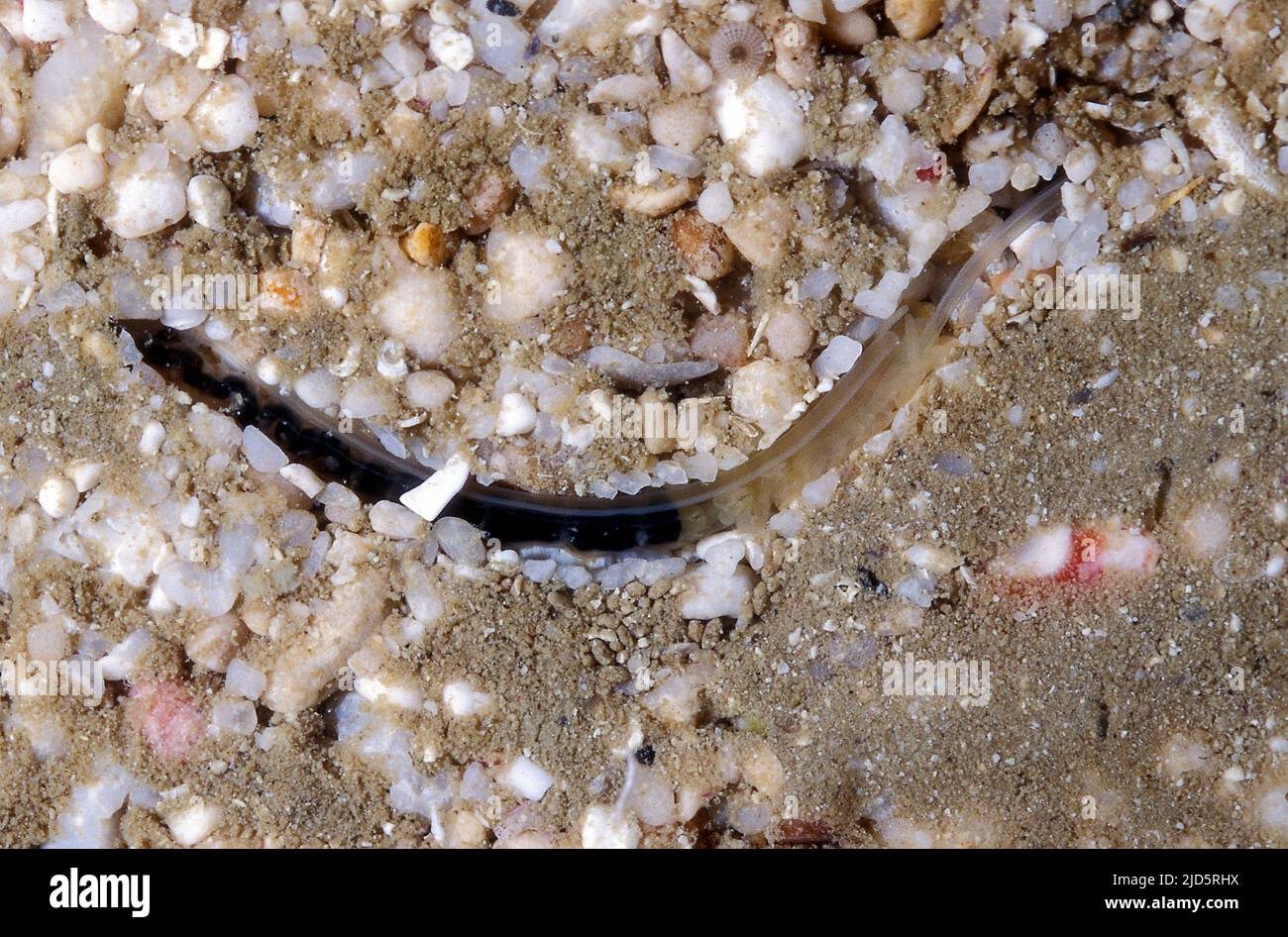 A tiny polychaet worm from the genus Polychaetopterus dwelling in its ...