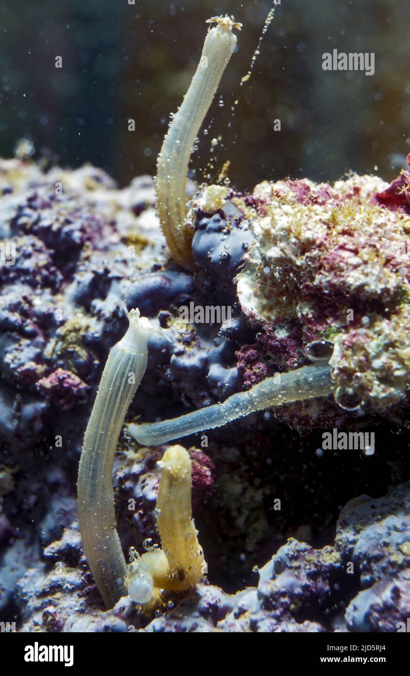 Sipuncula hi-res stock photography and images - Alamy