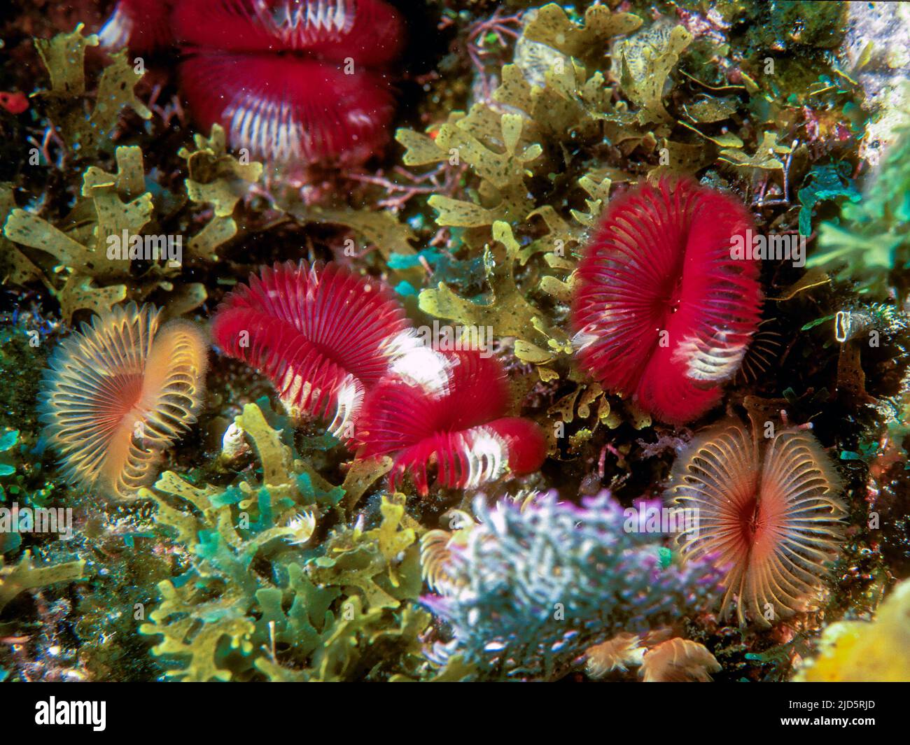 Tube worms of the species Anamobaea orstedii photographed in Puerto ...