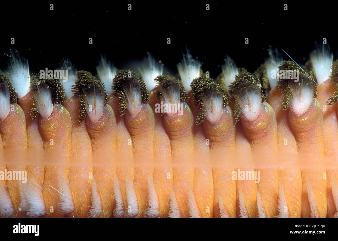 Segments, bristles and gills of a large free-living polychaet worm ...