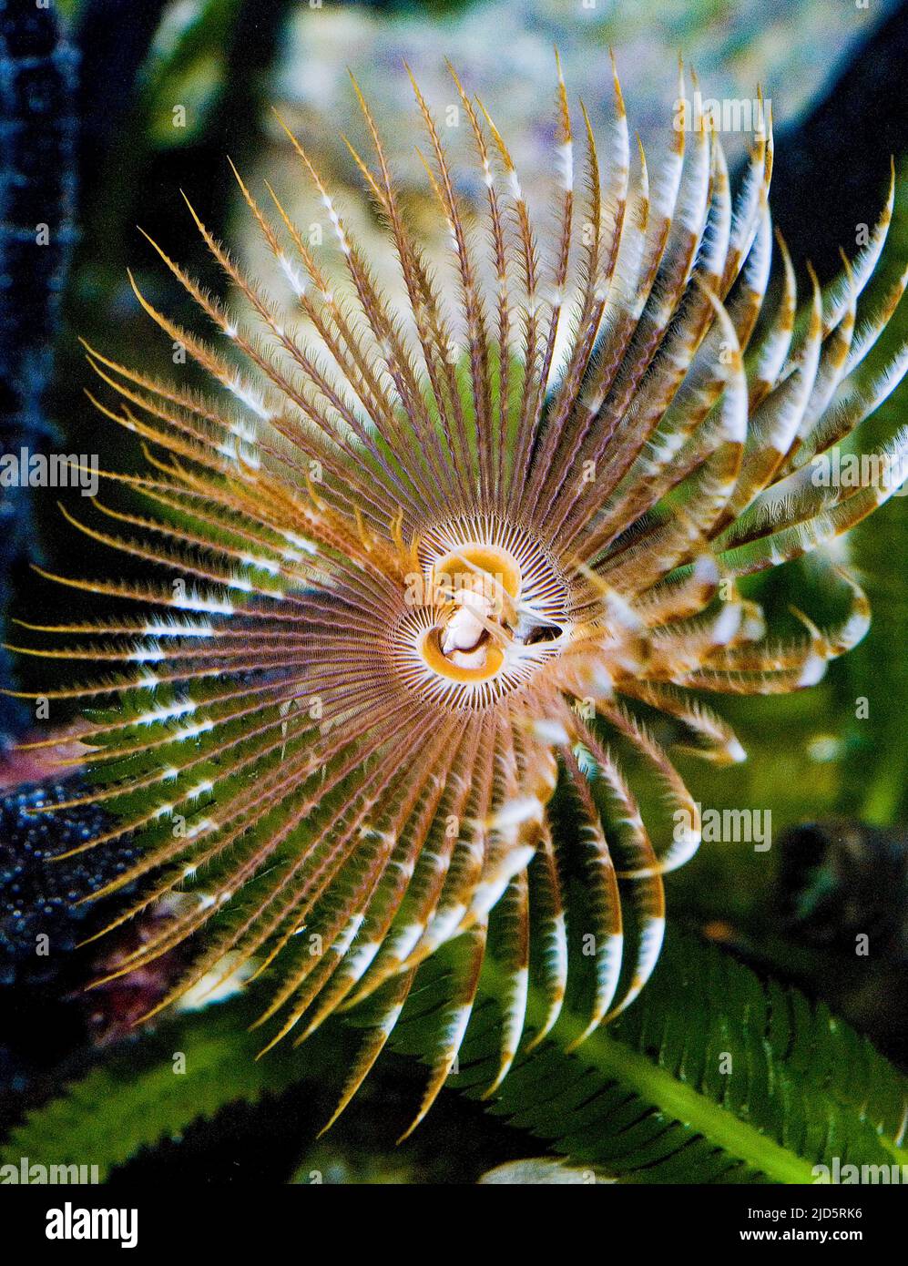 The tentacle cown and mouth of a sedentary tube worm from the genus ...