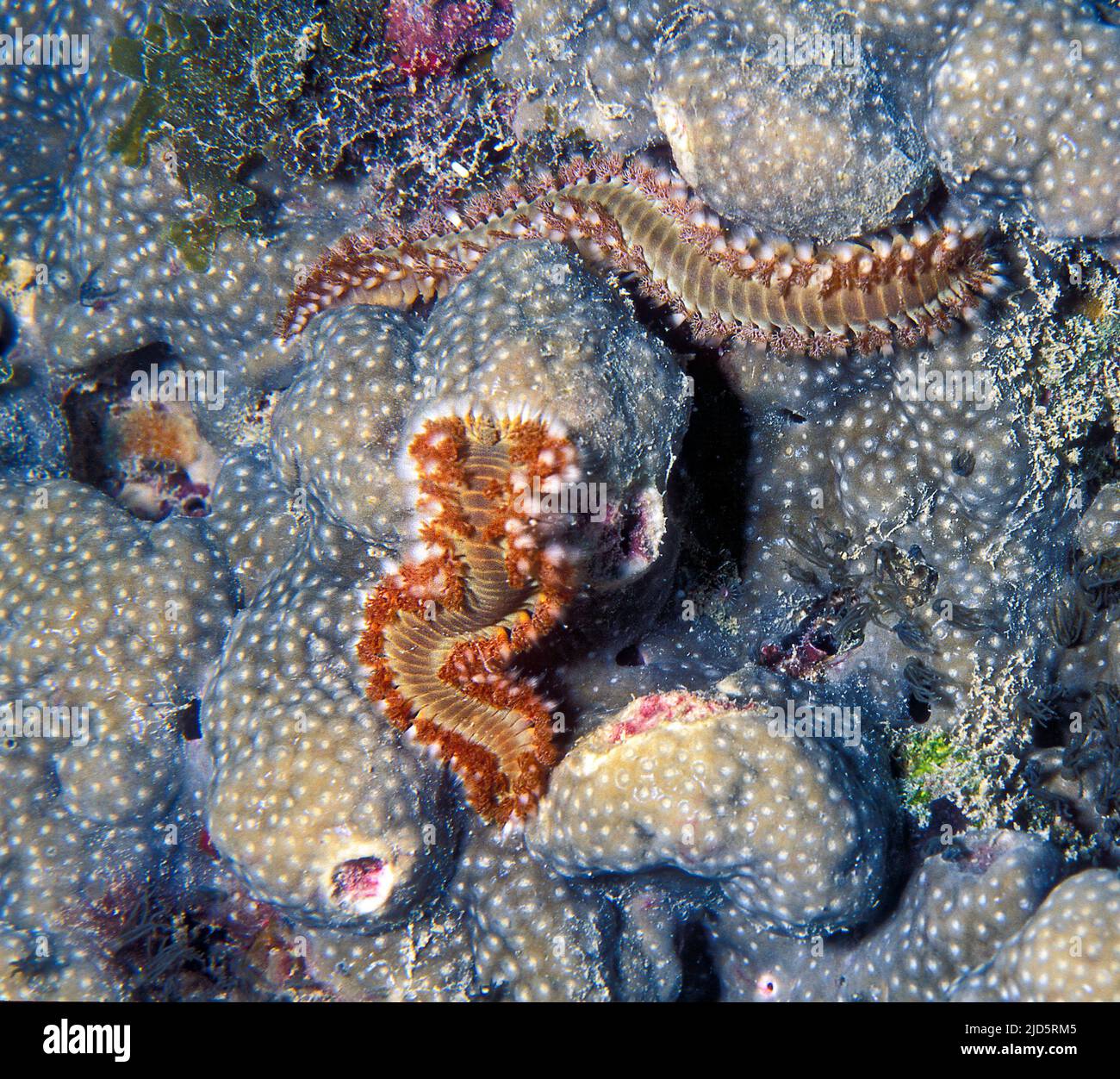 Fire worms (Hermodice carunculata) from Puerto Rico, the Caribbean ...