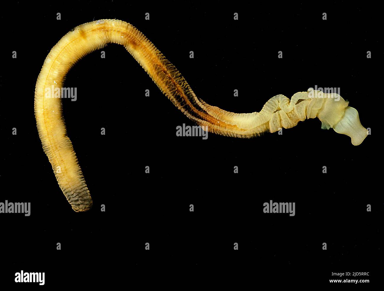Acorn worm (Phycodera sp., P. flava?) collected from Coock Islands, the ...