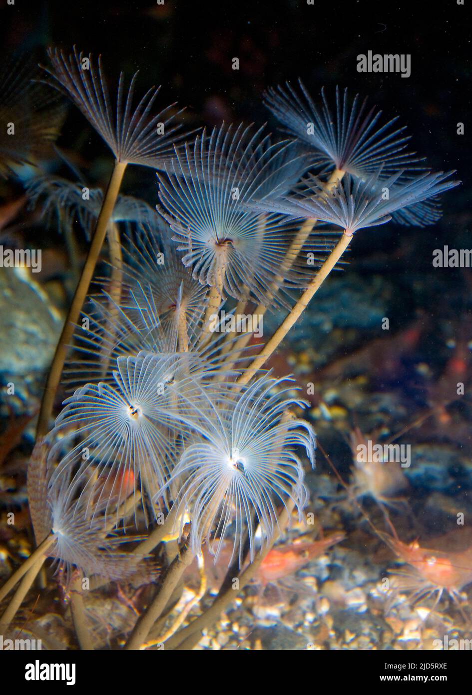 Peacock Worms, Sabella pavonina Stock Photo - Alamy