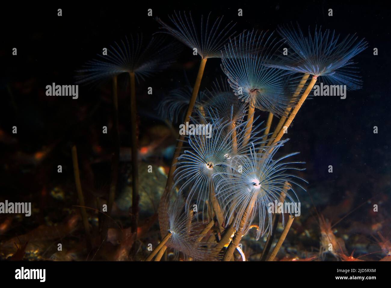 Peacock Worms, Sabella pavonina Stock Photo - Alamy