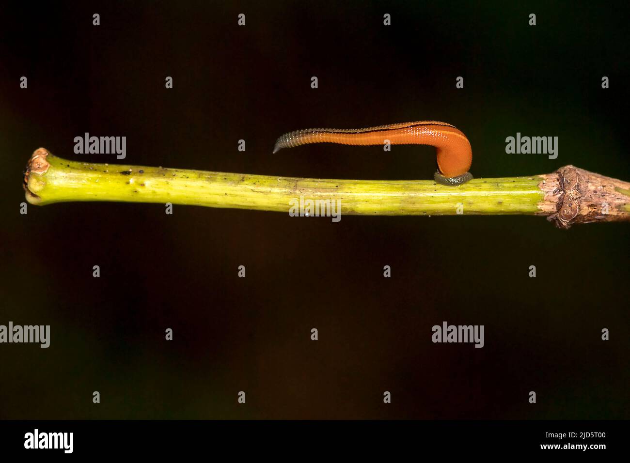 Tiger leech (Haemadipsa picta) from Deramakot Forest Reserve, Sabah ...