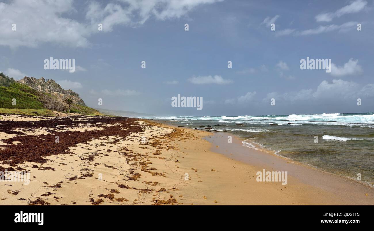 The Walkers Beach in the east-north side of Barbados island Stock Photo ...