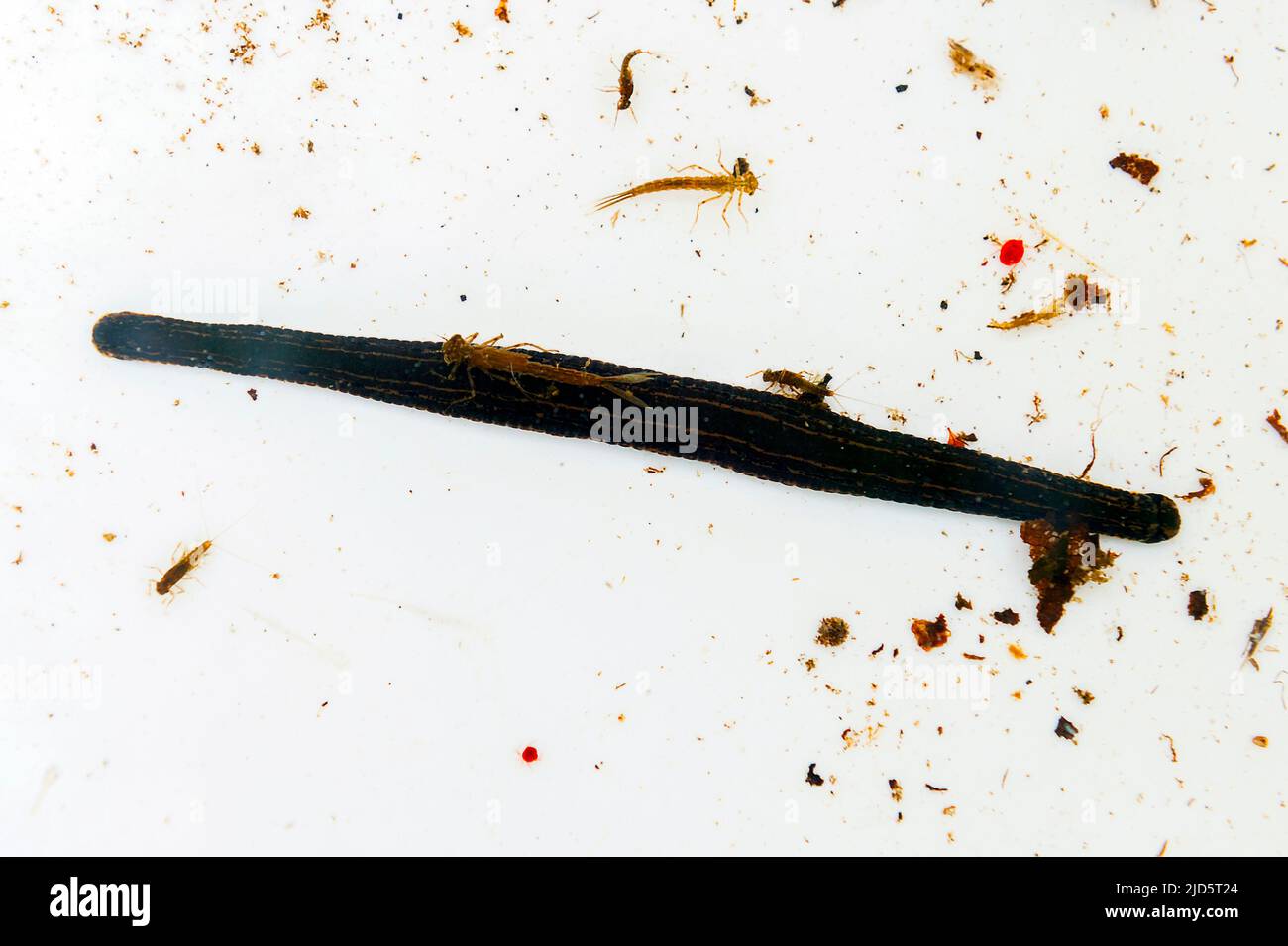 The European medicinal leech (Hirudo medicinalis) collected from a ...