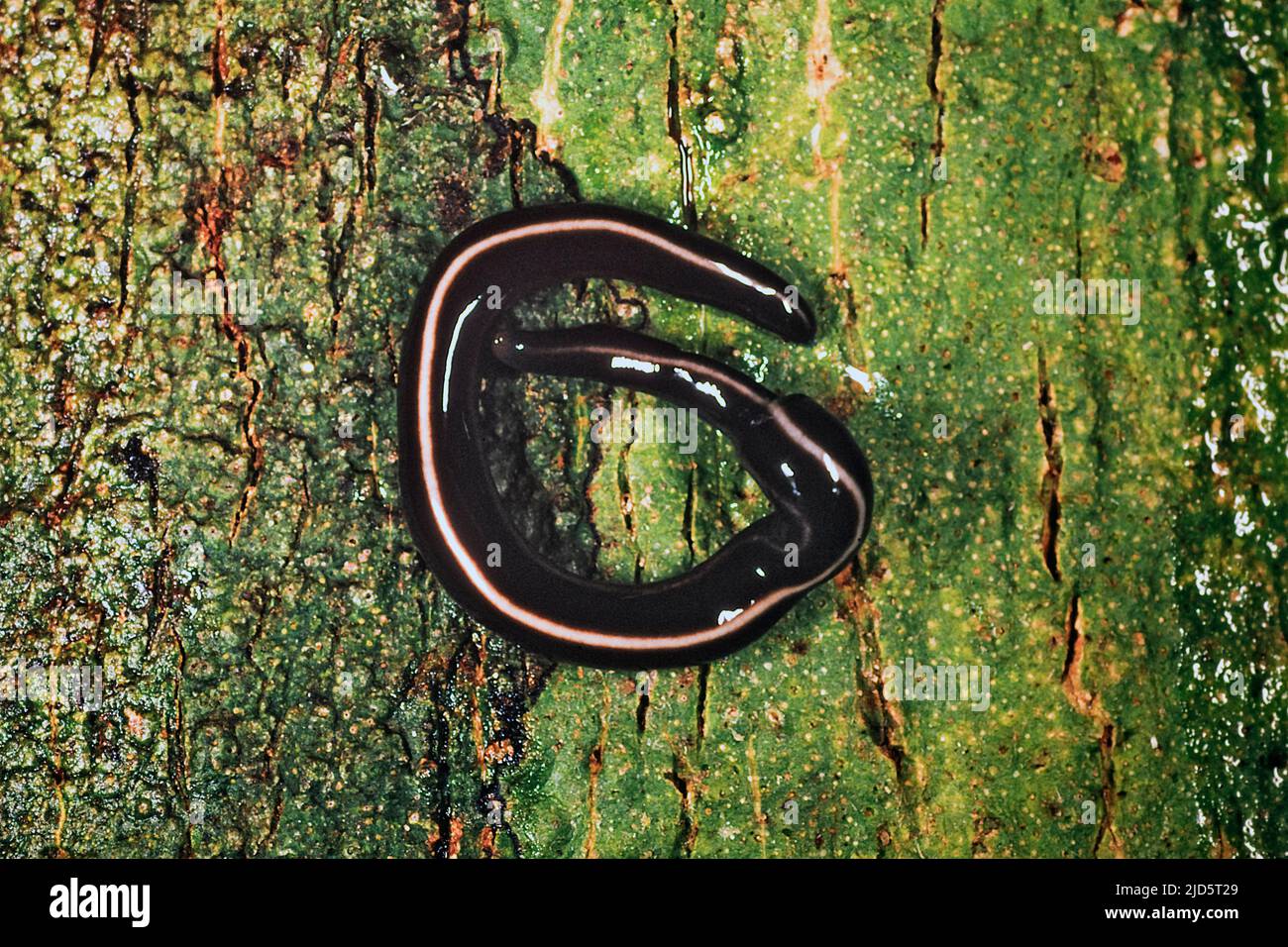 Blue planari (Caenoplana coerulea) from the rainforest of Daintree ...