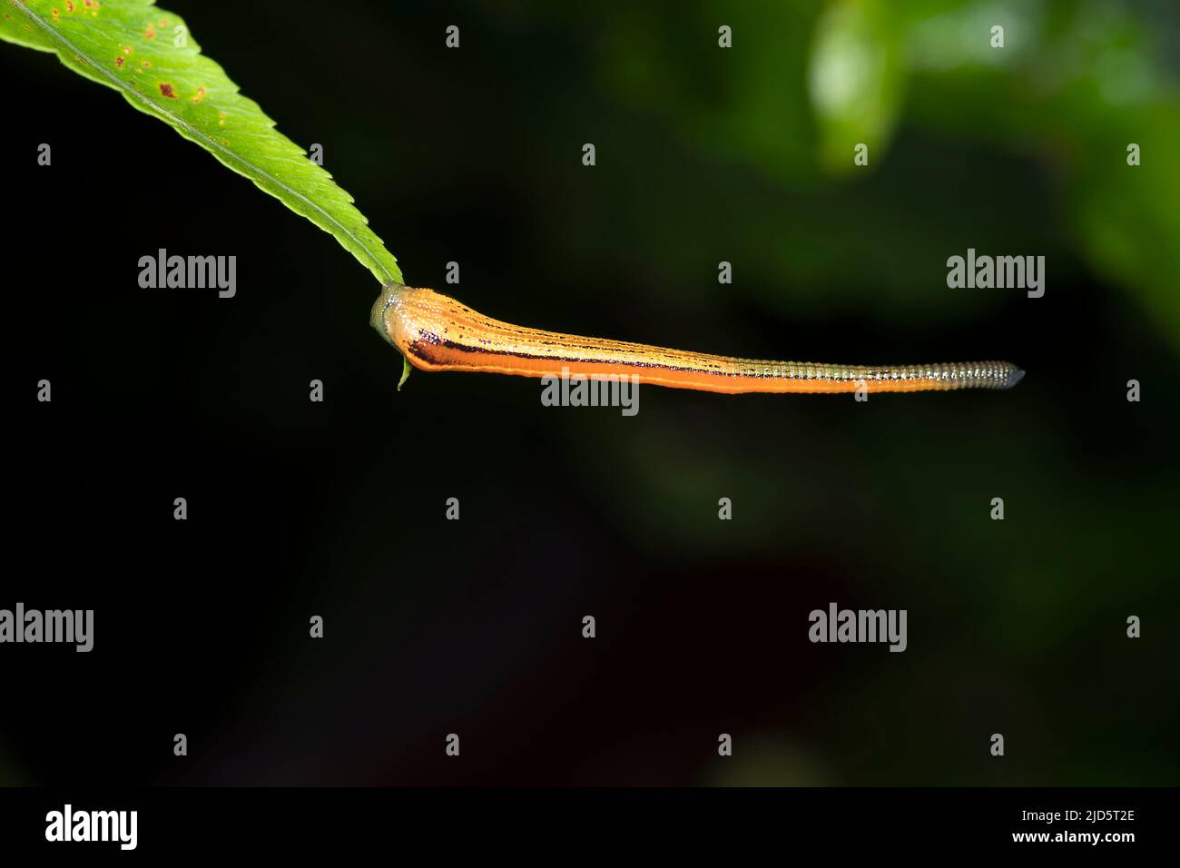 Tiger leech (Haemadipsa picta) from Deramakot Forest Reserve, Sabah ...