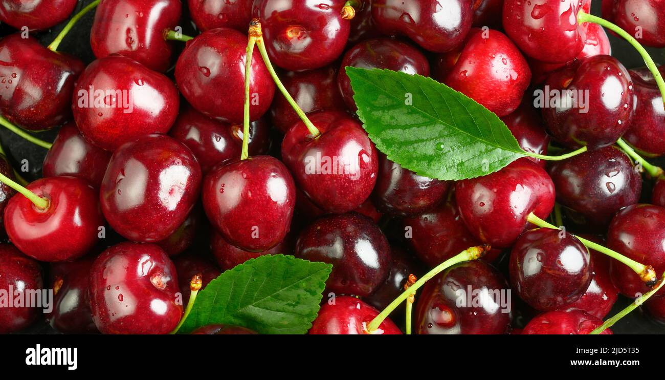 Cherries. Sweet Cherry background. Wet cherry with leaves and drops ...