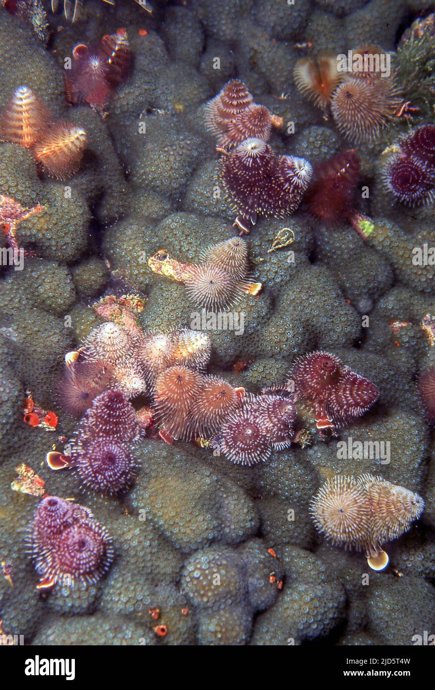 Christmas Tree Worms(Spirobranchus giganteus) in Porites sp. from ...