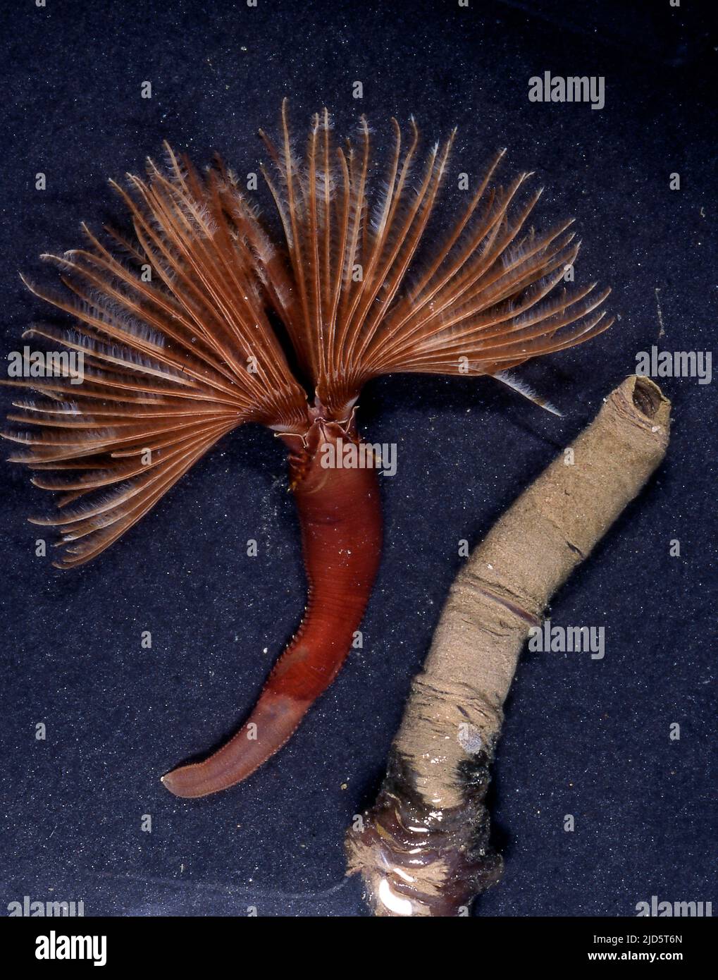 Tube Worm Anatomy