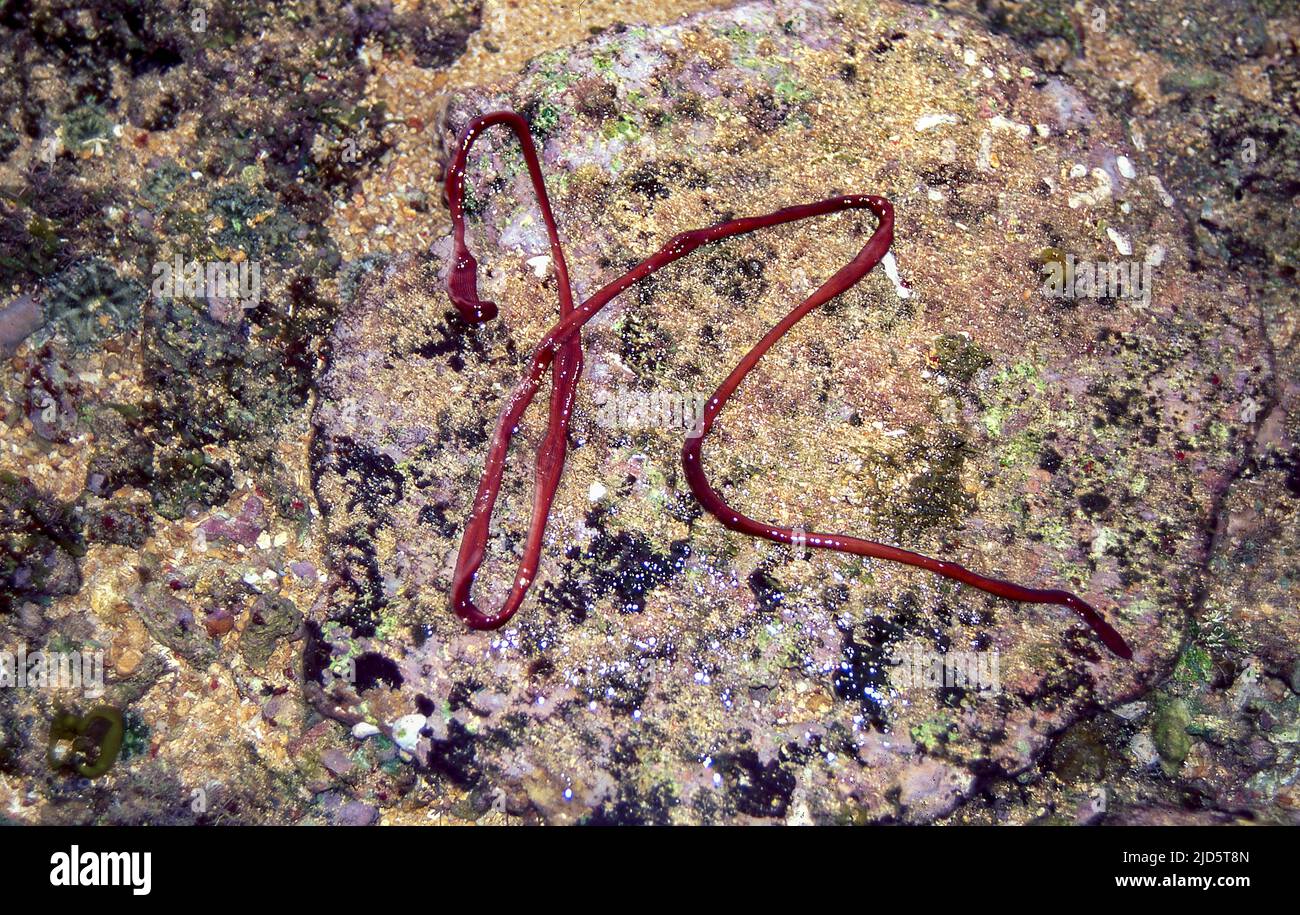 Ribbon worm (Baseodiscus sp.?) from Suva Reef, Fiji Stock Photo - Alamy