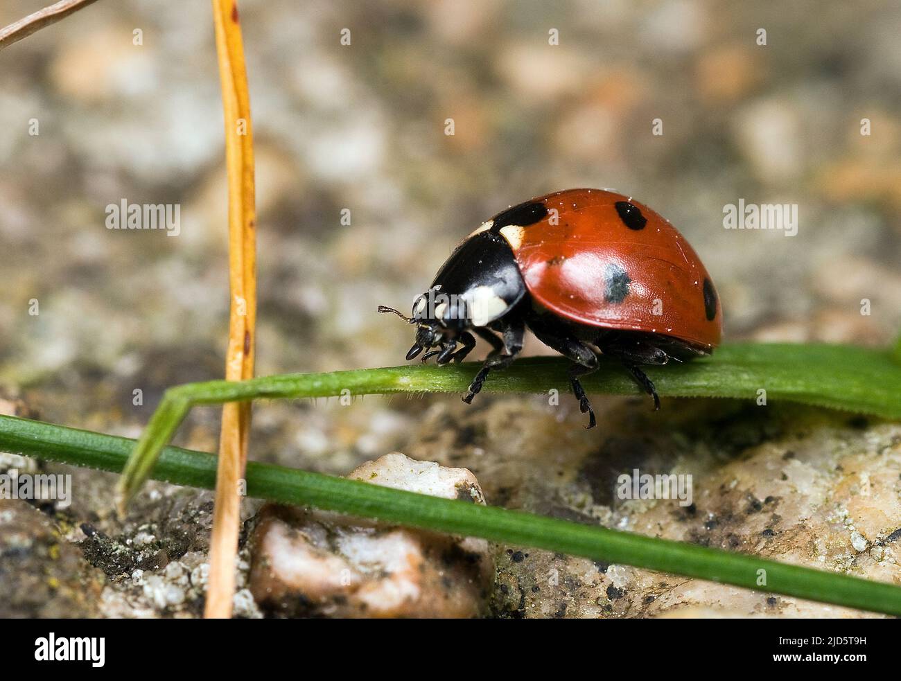 Seven-spotted Ladybird, Coccinella septempunctata Stock Photo - Alamy