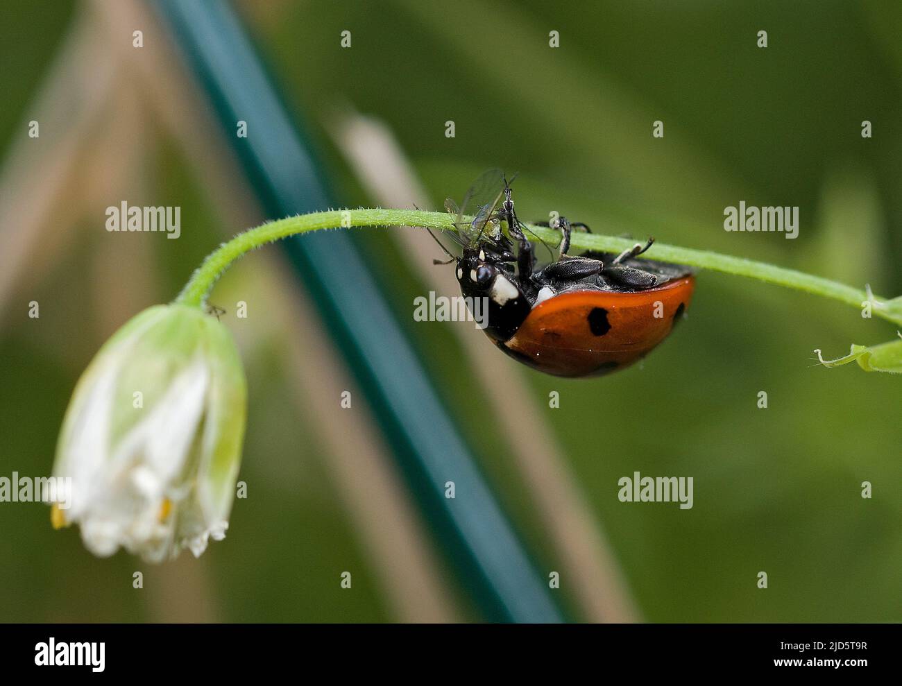 Seven-spotted Ladybird, Coccinella septempunctata, eating an aphid ...