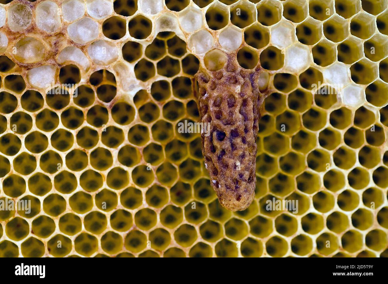 Queen cup bee hi-res stock photography and images - Alamy