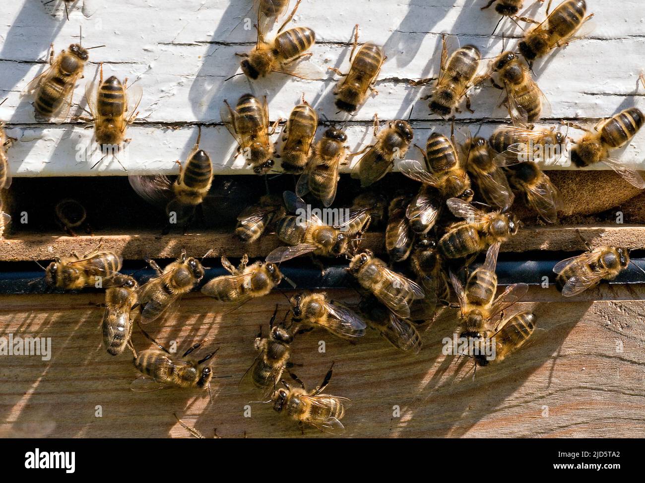 Honningbier hi-res stock photography and images - Alamy