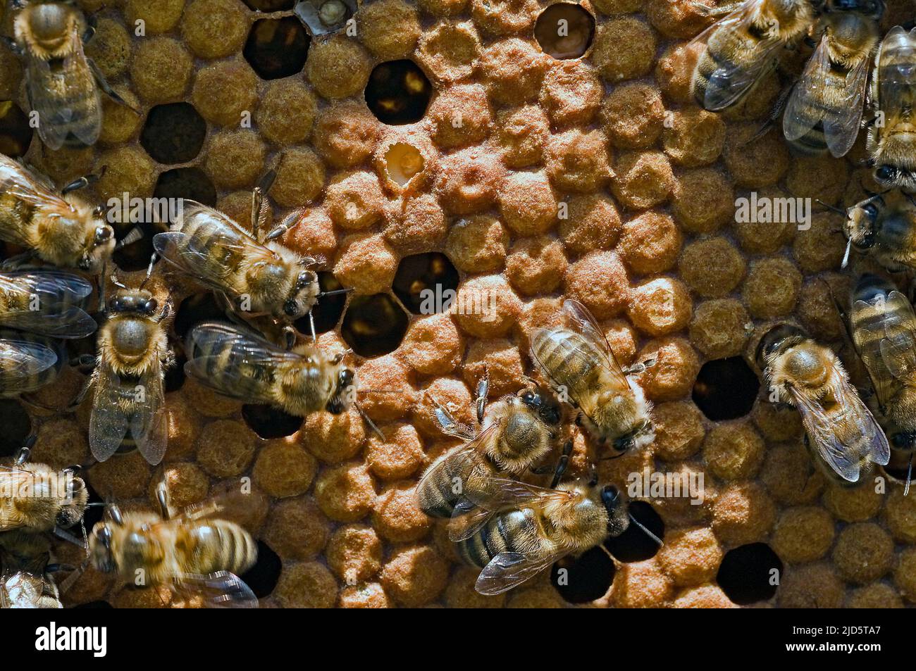 Honey bees at their honeycombs filled with honney Stock Photo - Alamy