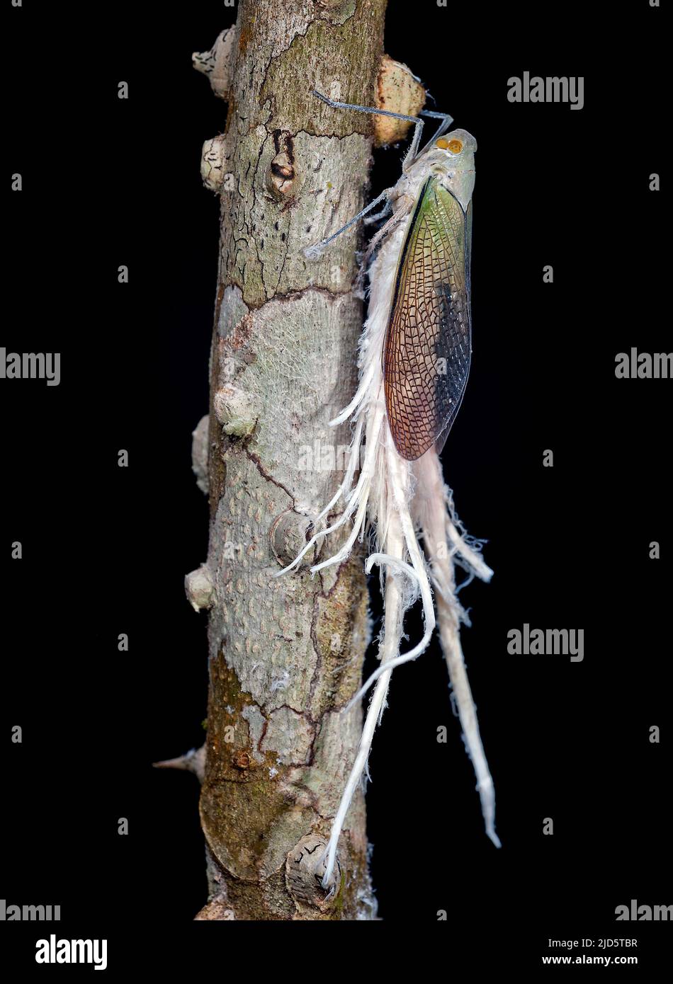 Wax-tailed planthopper, Pterodictya reticulata, from La Selva, Ecuador ...