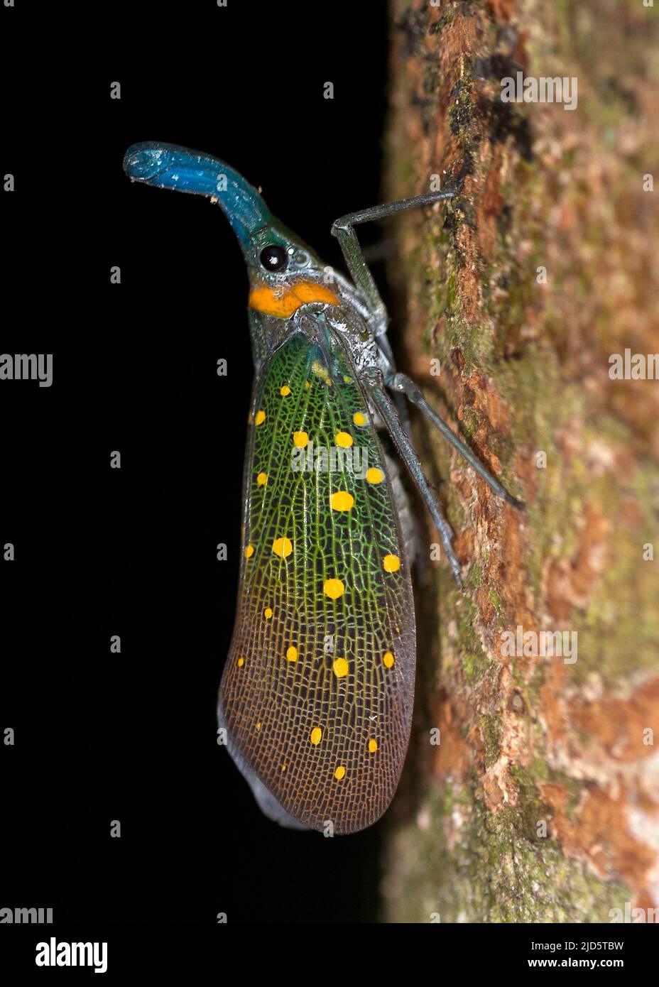 Lantern Bug (Pyrops whiteheadi) from Kinabatangan, Sabah, Borneo Stock ...